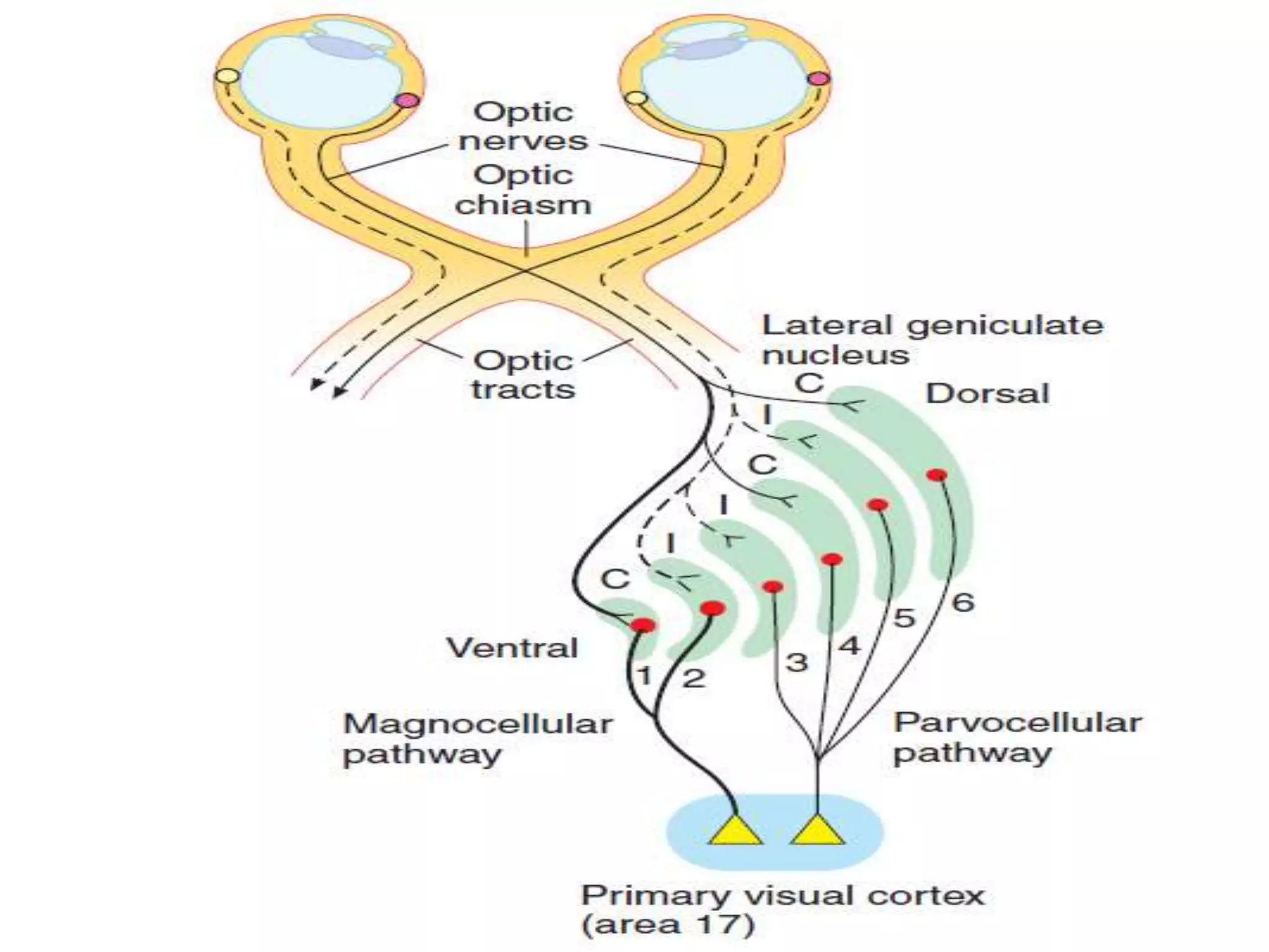Visual pathway ,visual cortex and hemianopias | PPTX