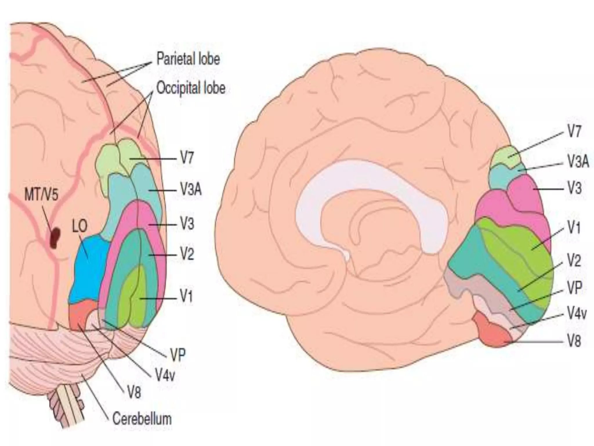 Visual pathway ,visual cortex and hemianopias | PPTX