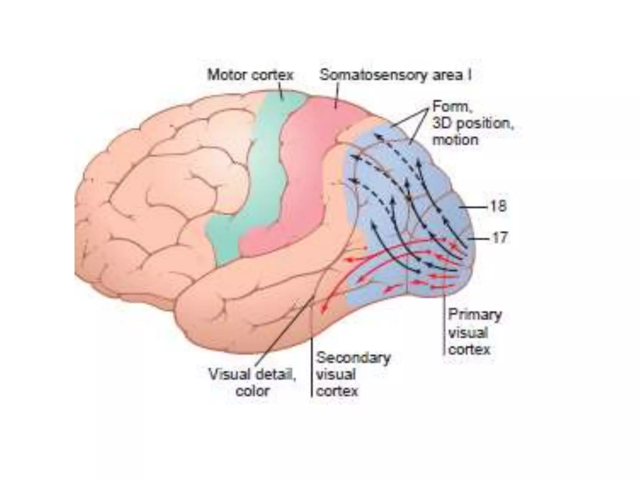 Visual pathway ,visual cortex and hemianopias | PPTX