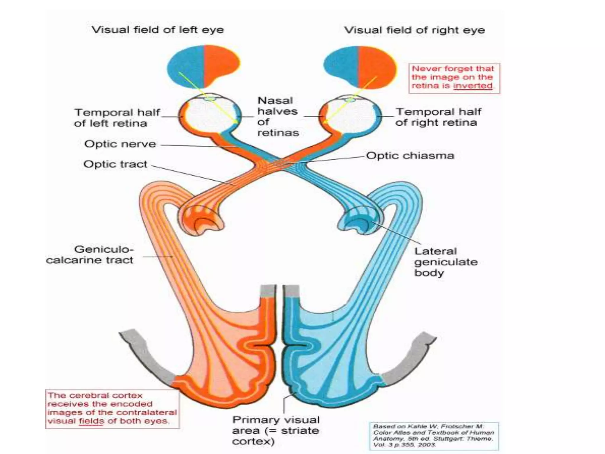 Visual pathway ,visual cortex and hemianopias | PPTX