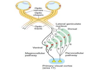 Visual pathway ,visual cortex and hemianopias | PPTX