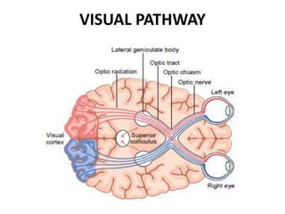 Visual pathway ,visual cortex and hemianopias | PPTX