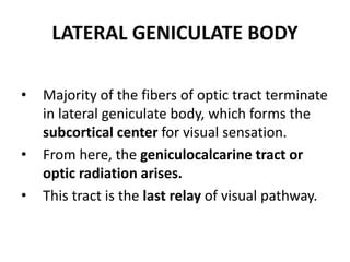 Visual pathway ,visual cortex and hemianopias | PPTX