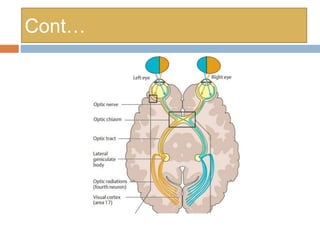 Visual pathway and its defects | PPTX