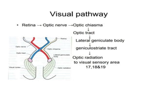 visual Pathway.pptx