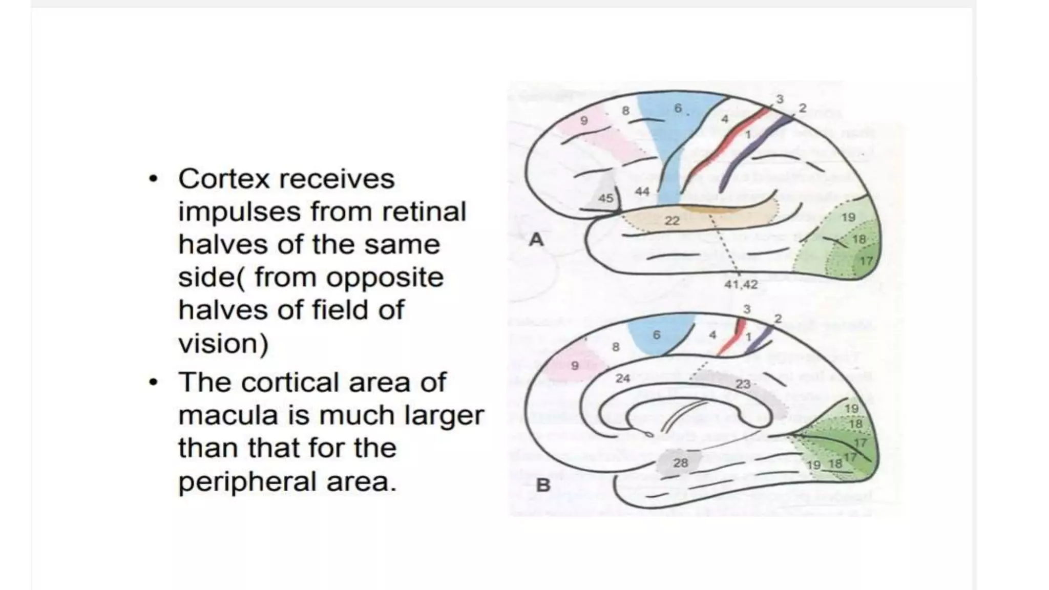 visual Pathway.pptx