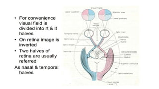 visual Pathway.pptx