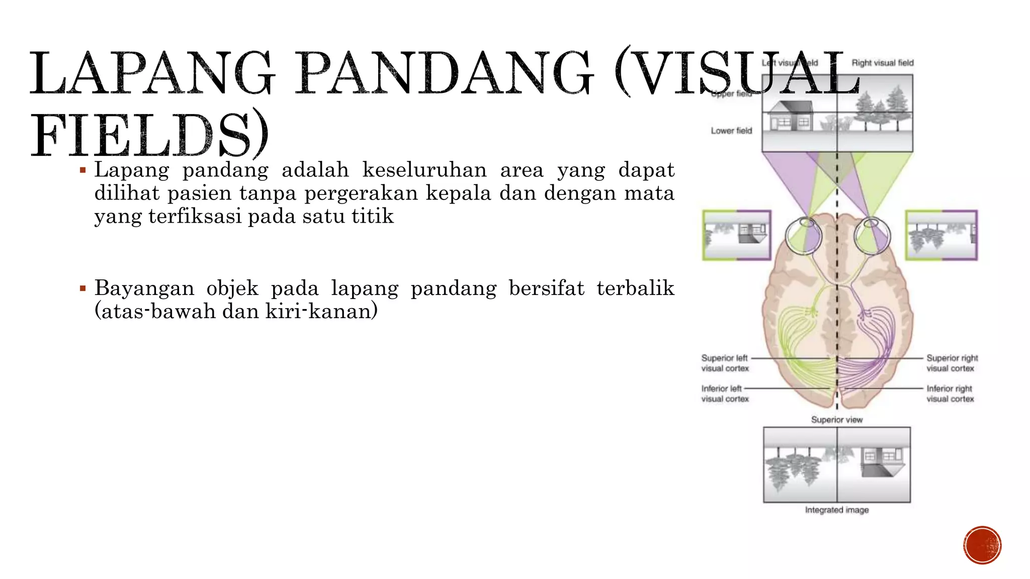 Visual pathway.pptx