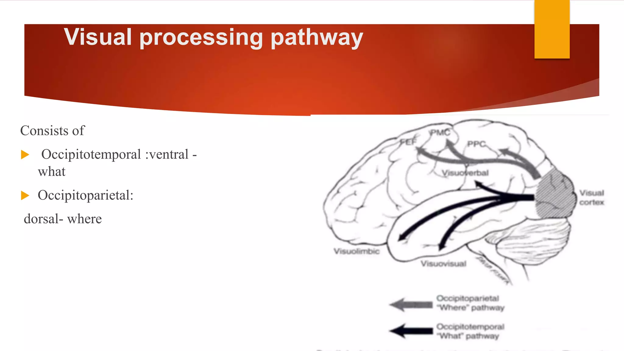 visual pathway.pptx