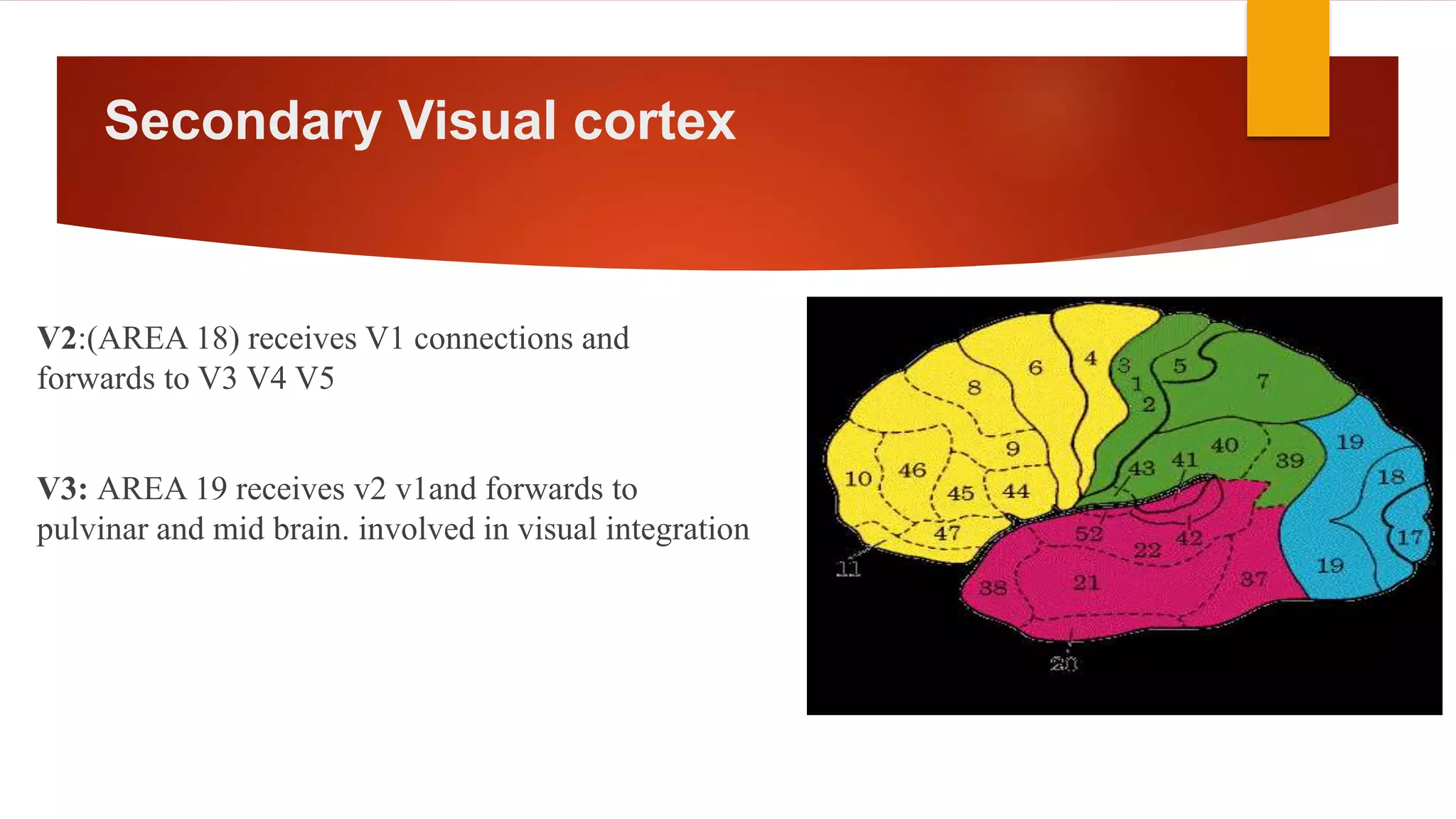 visual pathway.pptx