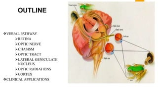 visual pathway.pptx