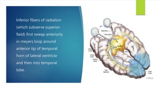 visual pathway.pptx