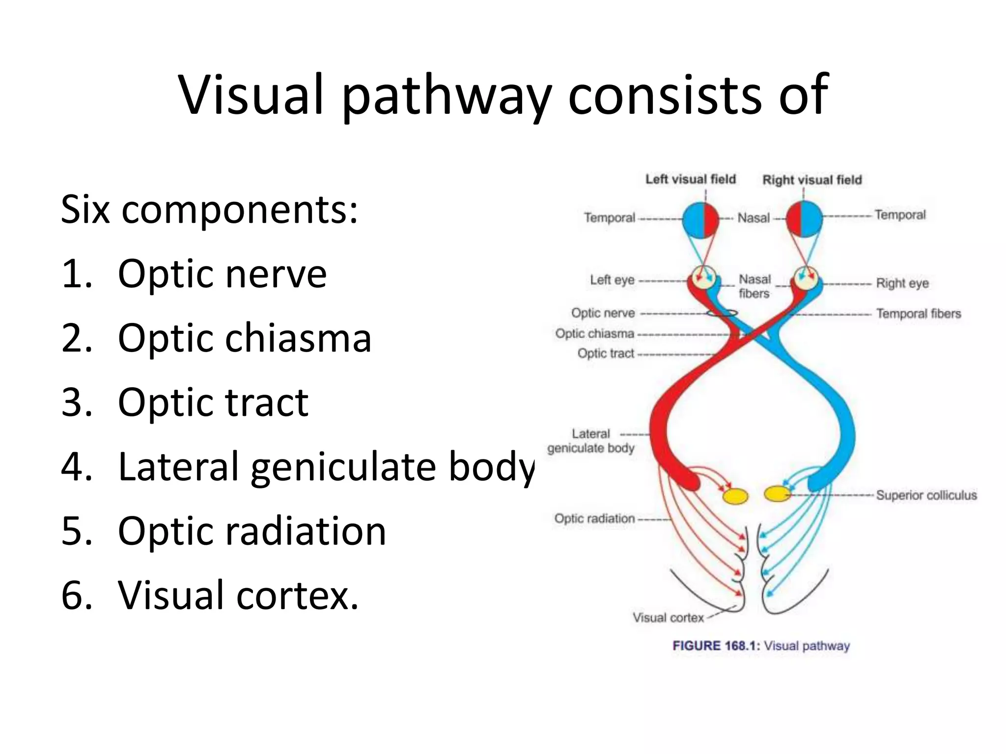 VISUAL PATHWAY.pptx