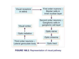 VISUAL PATHWAY.pptx