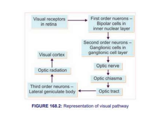 VISUAL PATHWAY.pptx | Free download