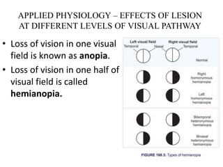 VISUAL PATHWAY.pptx