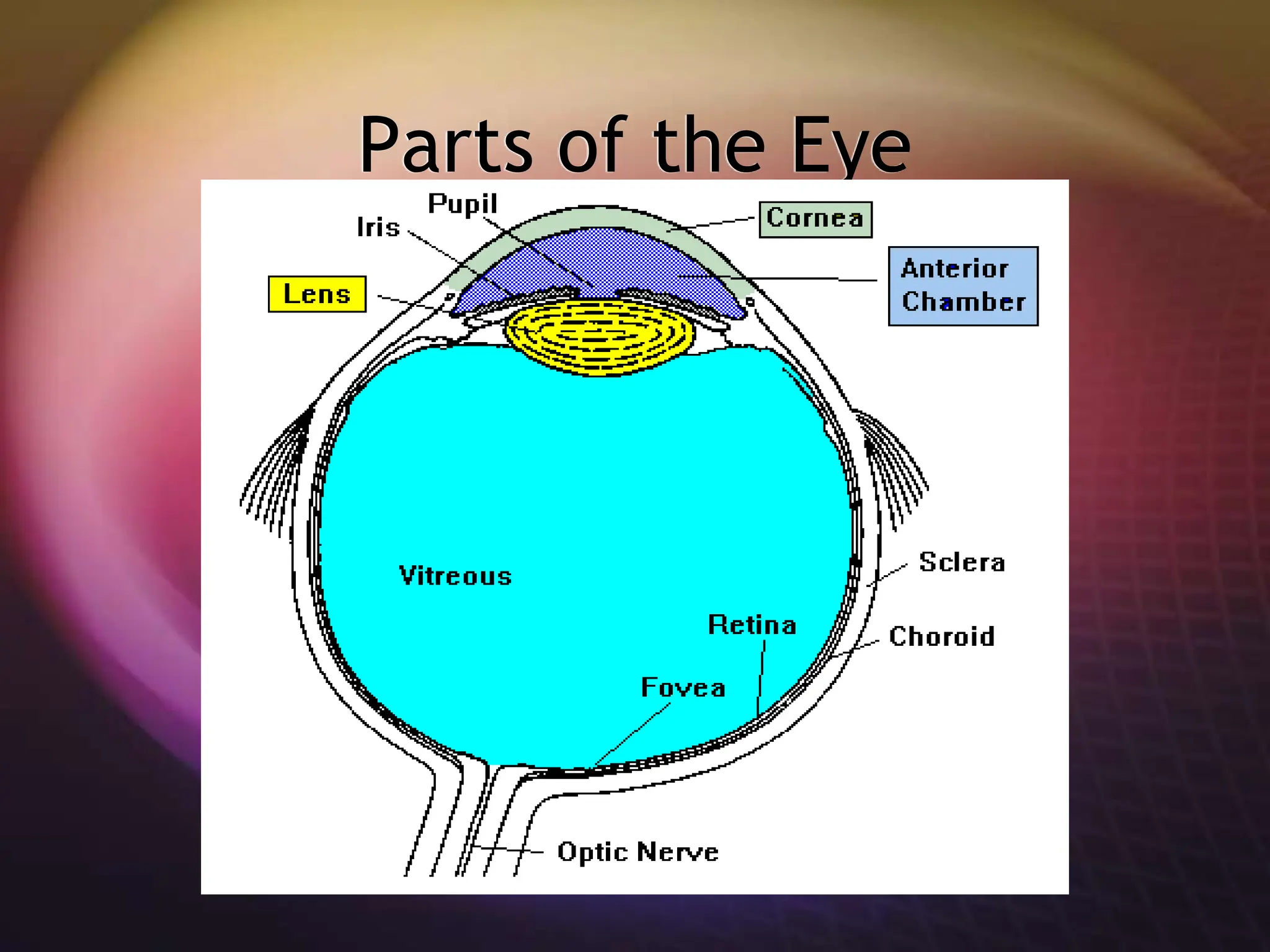 human neural Visual pathway easy.pptx 1.pptx