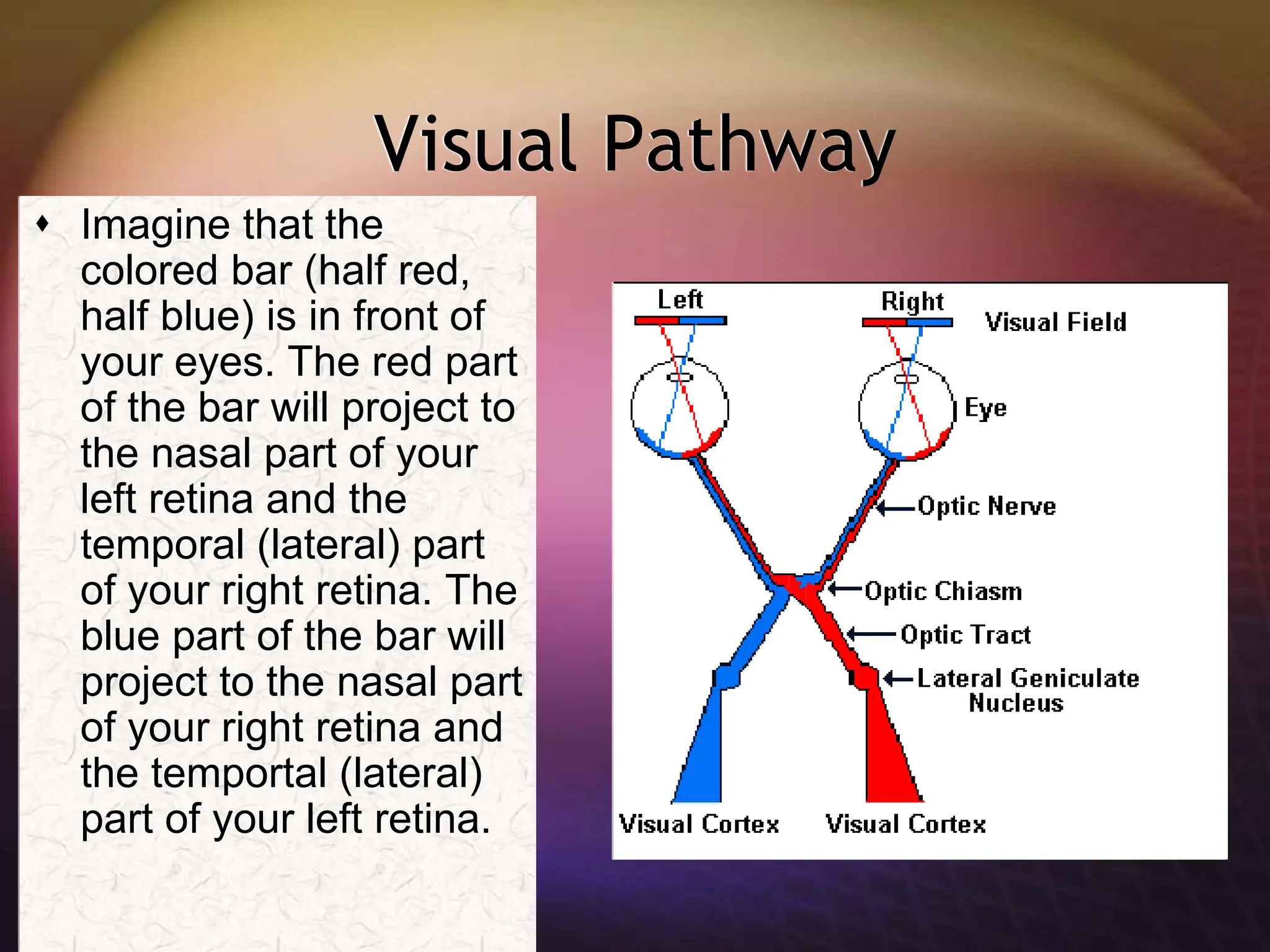 human neural Visual pathway easy.pptx 1.pptx