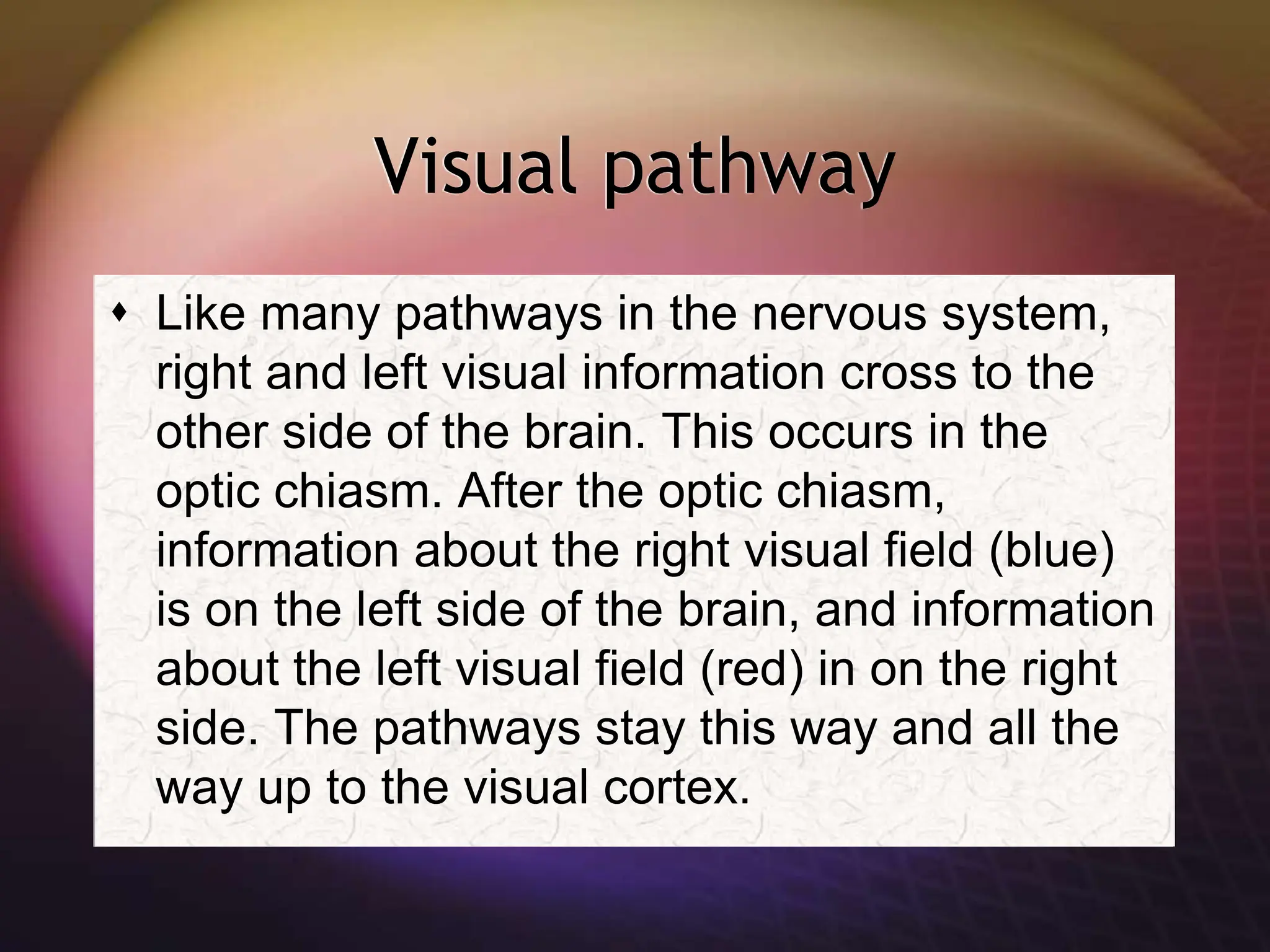 human neural Visual pathway easy.pptx 1.pptx