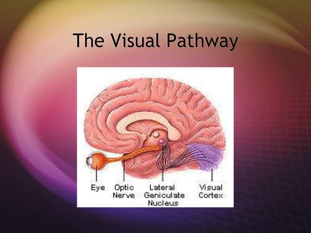 human neural Visual pathway easy.pptx 1.pptx
