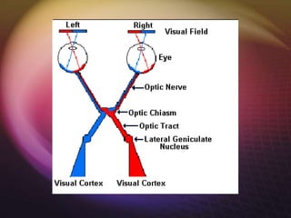 human neural Visual pathway easy.pptx 1.pptx
