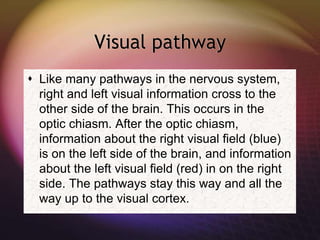 human neural Visual pathway easy.pptx 1.pptx