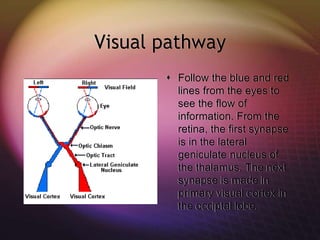 human neural Visual pathway easy.pptx 1.pptx
