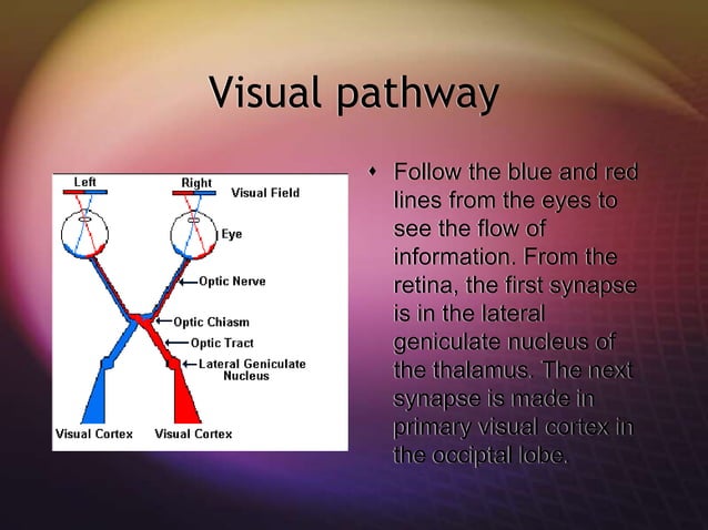 human neural Visual pathway easy.pptx 1.pptx