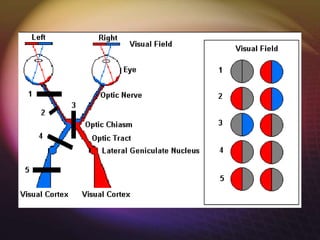 human neural Visual pathway easy.pptx 1.pptx