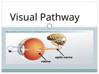 visual pathway in..... human beings.pptx