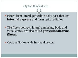 visual pathway in..... human beings.pptx