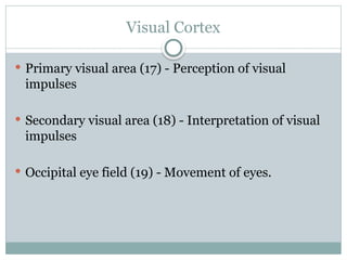 visual pathway in..... human beings.pptx