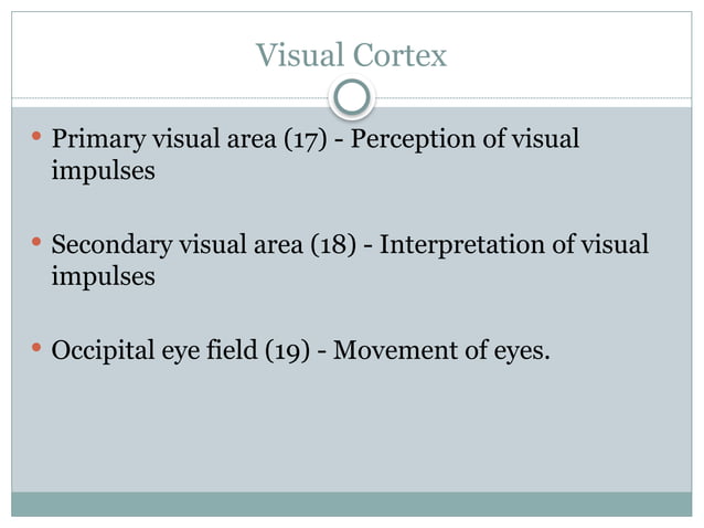 visual pathway in..... human beings.pptx