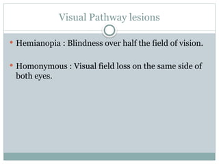 visual pathway in..... human beings.pptx