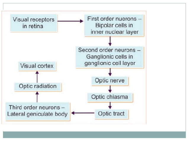 visual pathway in..... human beings.pptx