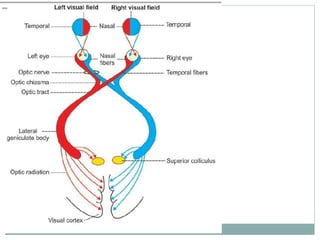 visual pathway in..... human beings.pptx