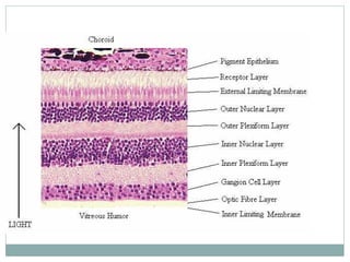 visual pathway in..... human beings.pptx
