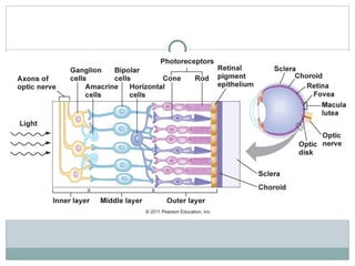 visual pathway in..... human beings.pptx
