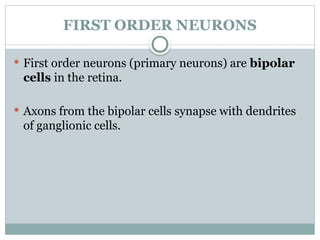 visual pathway in..... human beings.pptx