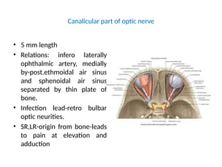 visual pathway of human anatomy for medical and par medical students | PPT