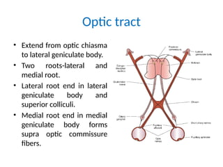 visual pathway of human anatomy for medical and par medical students | PPT