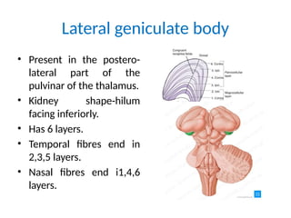 visual pathway of human anatomy for medical and par medical students | PPT