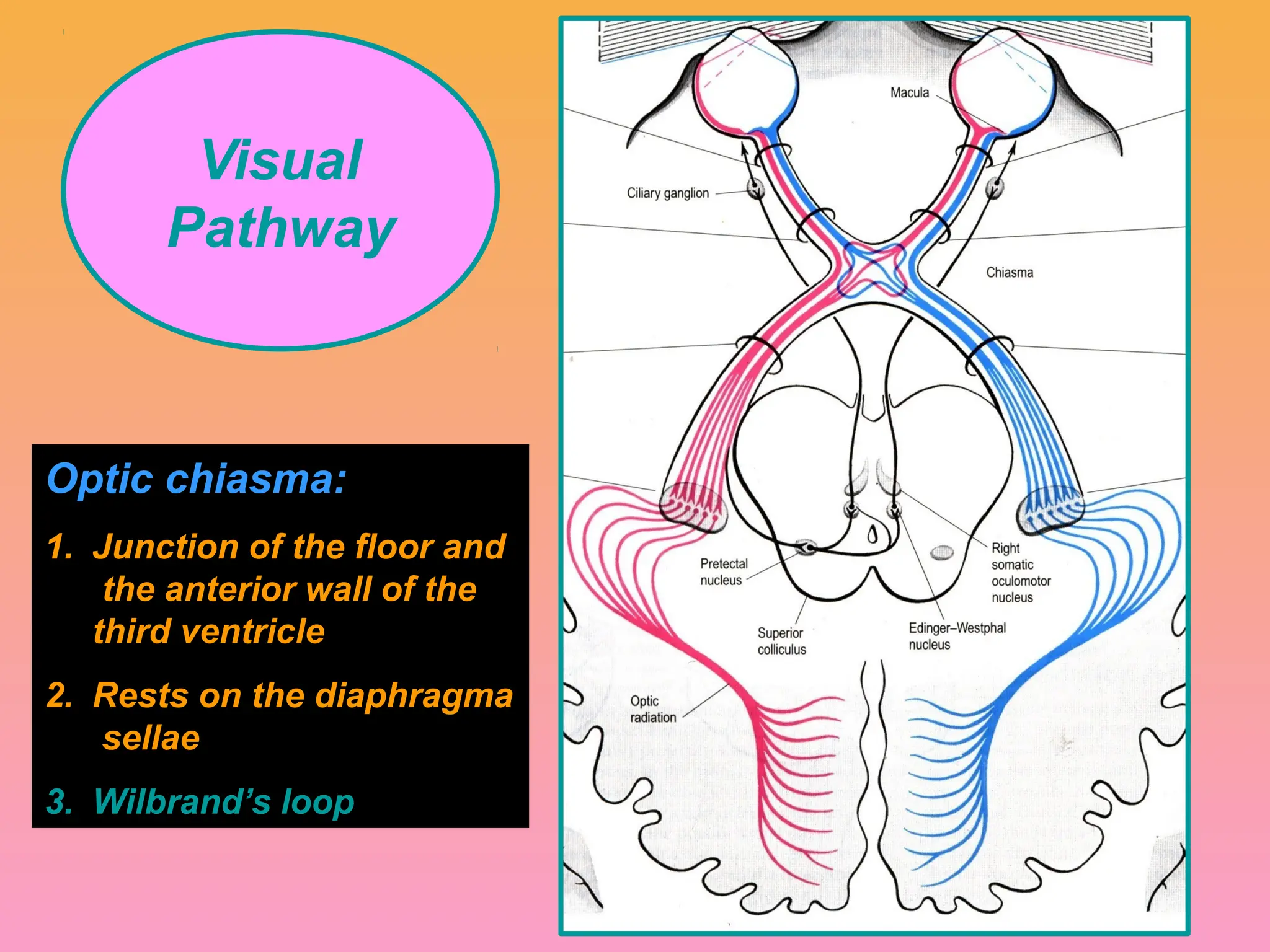 Visual pathway of the human eye anatomyy | PPTX