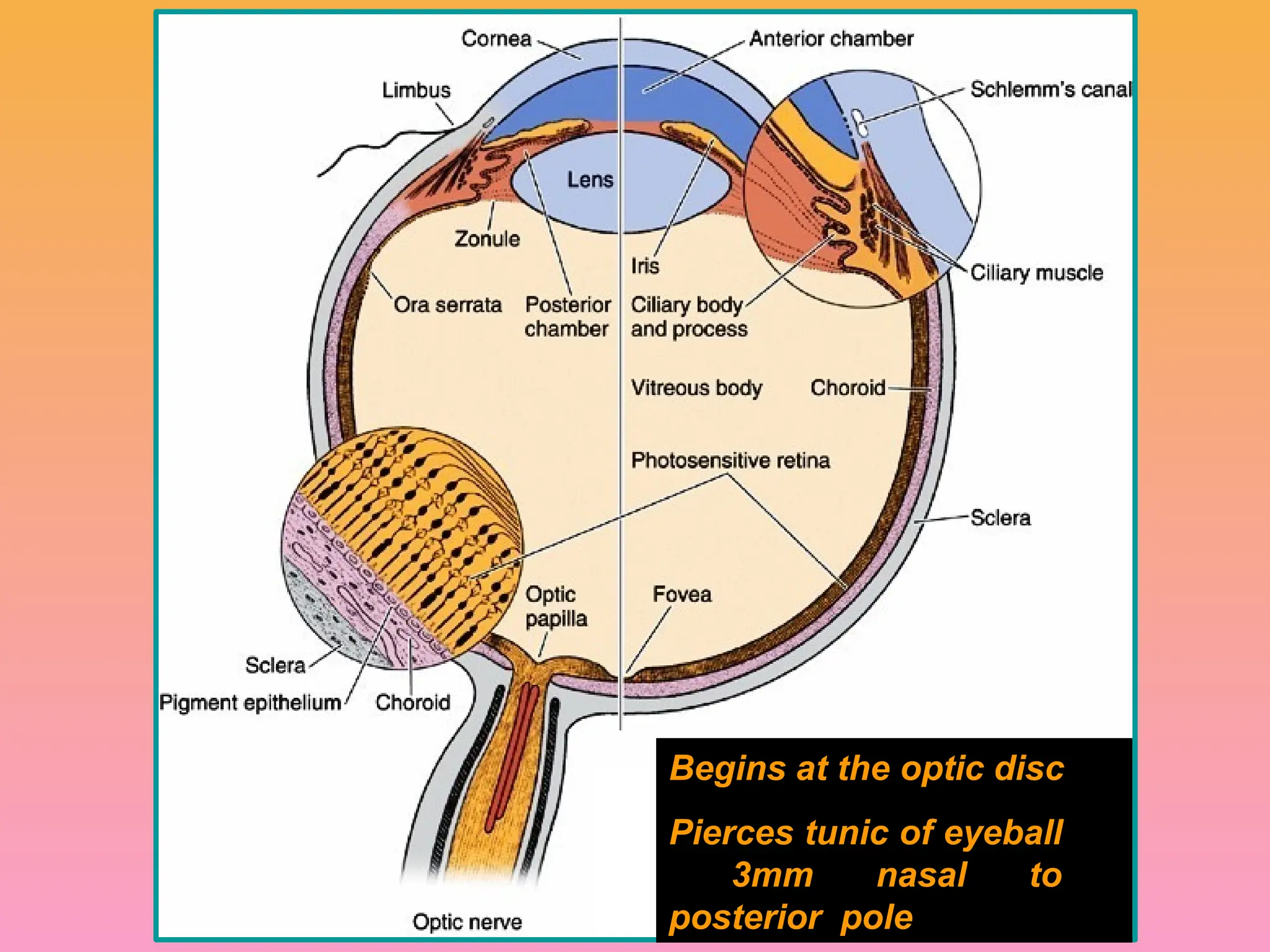 Visual pathway of the human eye anatomyy | PPTX