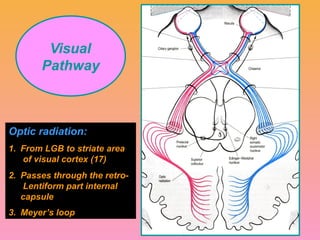Visual pathway of the human eye anatomyy | PPTX