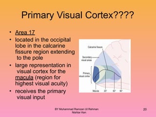 Visual pathway of the human eye anatomyy | PPTX