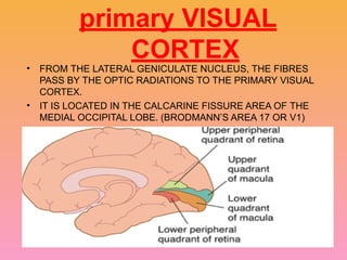 Visual pathway of the human eye anatomyy | PPTX