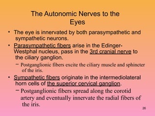 Visual pathway of the human eye anatomyy | PPTX