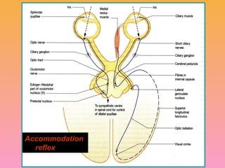 Visual pathway of the human eye anatomyy | PPTX