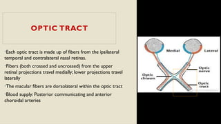 The Anatomy and the clinical side of the visual pathway | PPTX